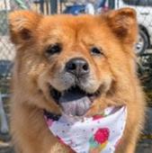 Chow Chow Rescue
